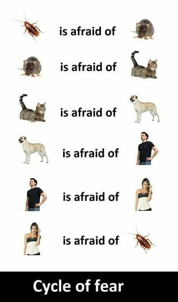 Life Cycle Meme By DADDY2 0 Memedroid