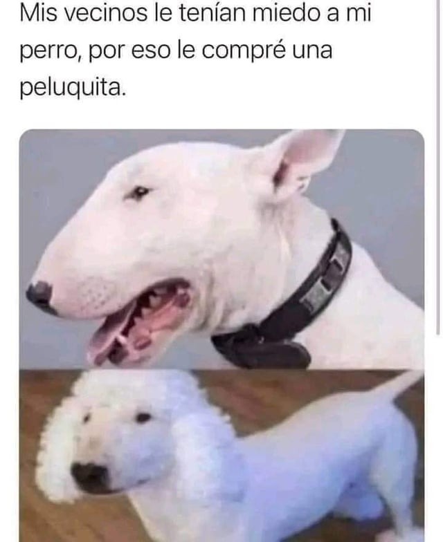 meme de perro - Meme subido por skyfolls :) Memedroid meme de perro - Meme subido por skyfolls :) Memedroid