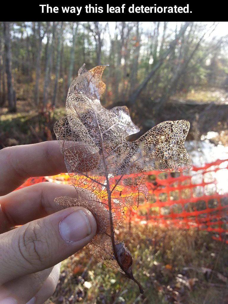 Leaf - Meme by soydolphin :) Memedroid