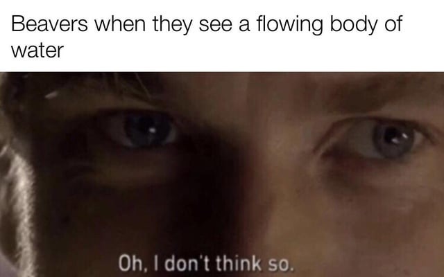 The best Beaver memes :) Memedroid