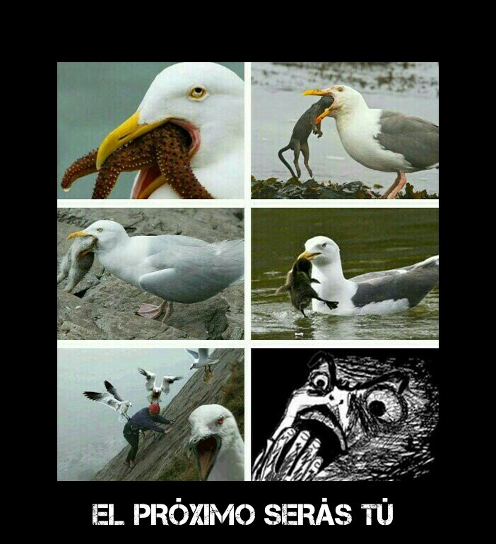gaviotas se viene su revolución - Meme subido por ceroabsoluto :) Memedroid
