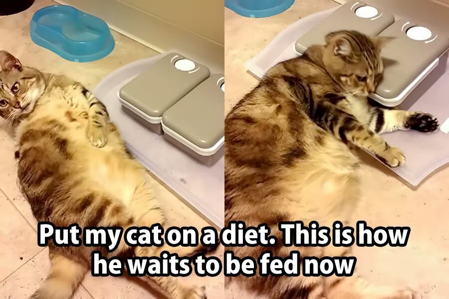 Halp! please!!!! feeeed meeeee!!! - Meme by Reyoso :) Memedroid