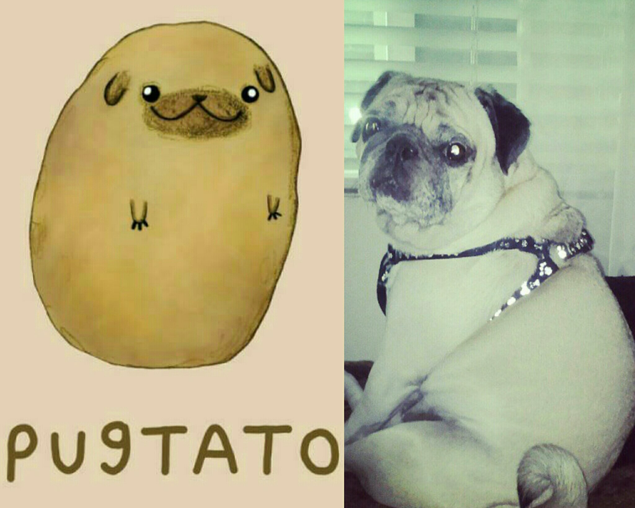 My pugtato - Meme by hapkidochick07 :) Memedroid