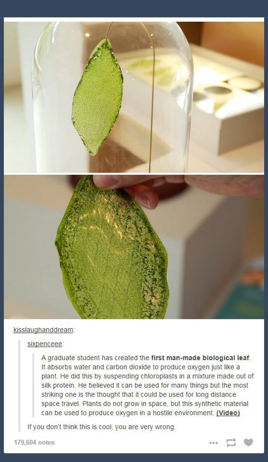 First ever man made leaf - Meme by bryanlobo :) Memedroid