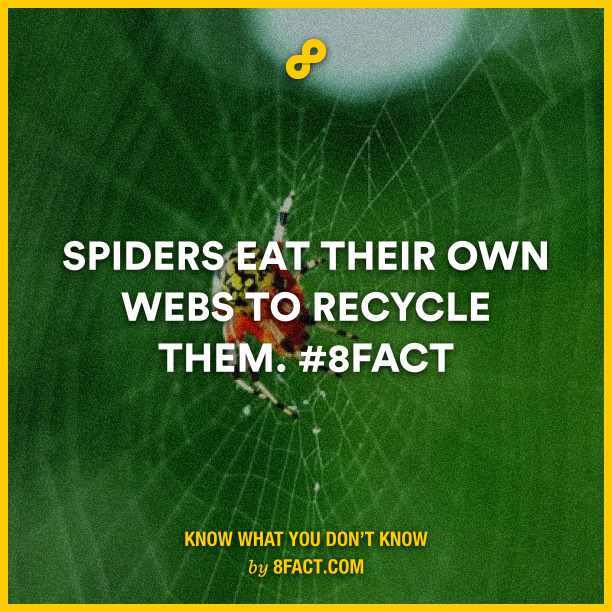 spiders - Meme by ahadsy5 :) Memedroid