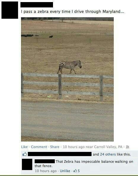 Tiny zebra vs tino hippo. - Meme by abundanthat :) Memedroid