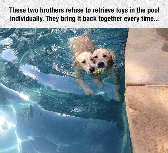 Pool - Meme subido por soydolphin :) Memedroid