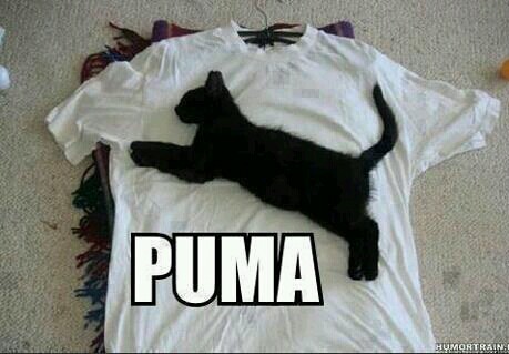 puma - Meme subido por Silverstack :) Memedroid