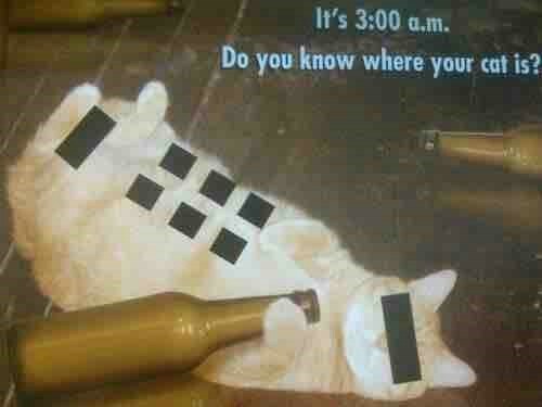 Felines gone wild - Meme by Seizuregoat :) Memedroid