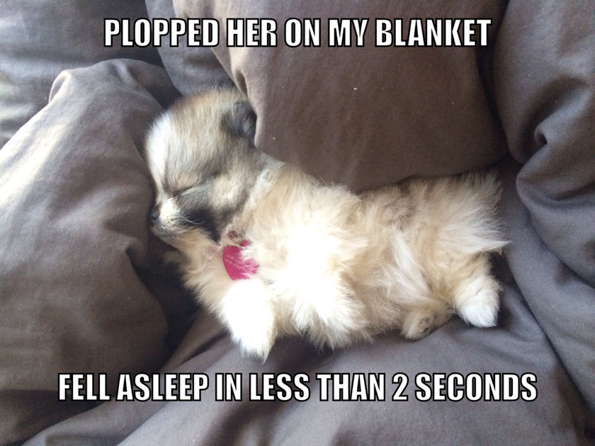 She's so fluffy!!! - Meme by druzki :) Memedroid