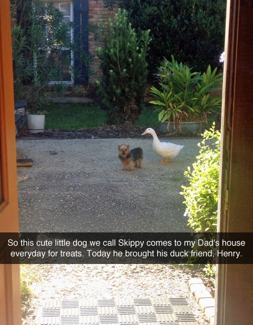 Skippy & Henry - Meme by soydolphin :) Memedroid