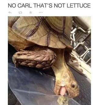 Weed Eating Memes Weed Eater 5280