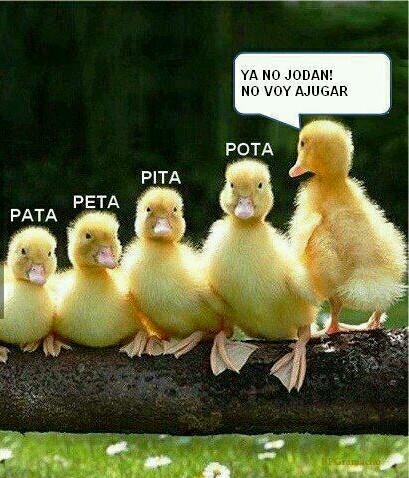 pobre patito jejeje - Meme subido por Silvestack :) Memedroid