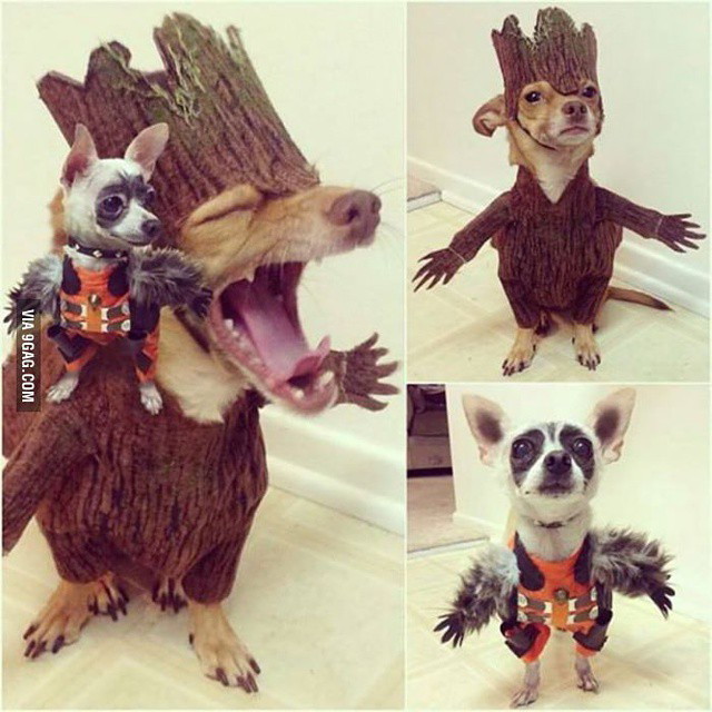 Groot y Rocket - Meme by soydolphin :) Memedroid