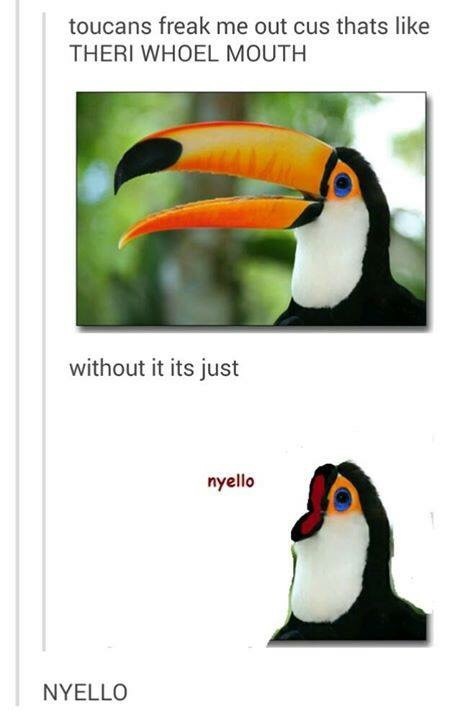 The best Puffins memes :) Memedroid
