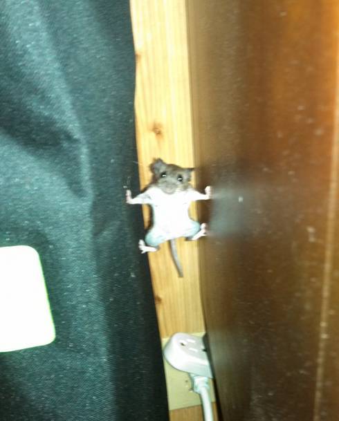 Missão impossível protocolo ratão - Meme by The-ZoeiraBR :) Memedroid