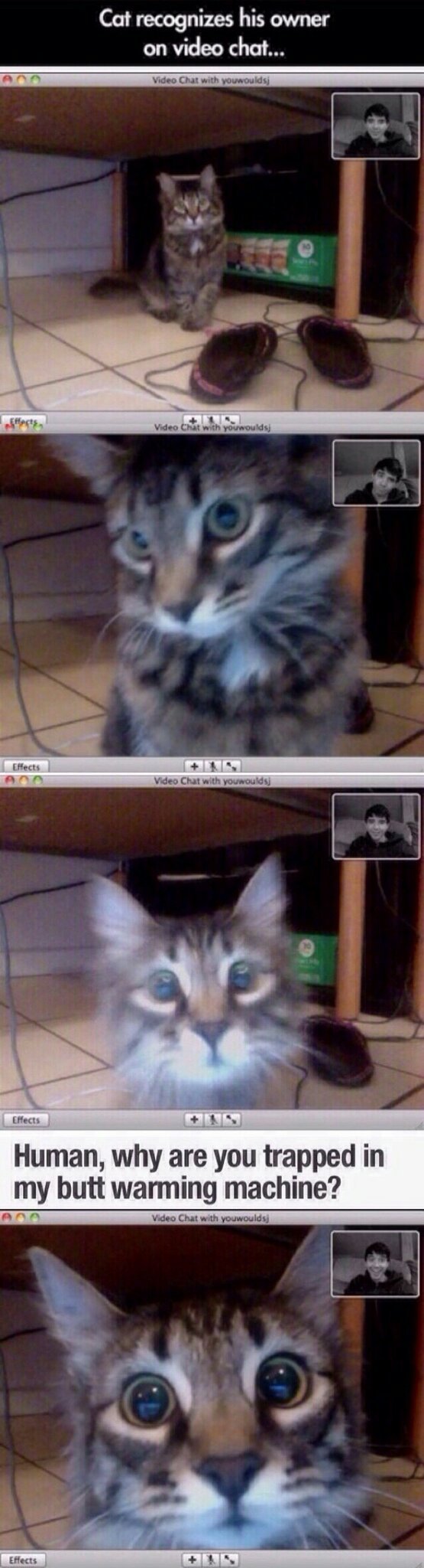 Cat video chat - Meme subido por soydolphin :) Memedroid