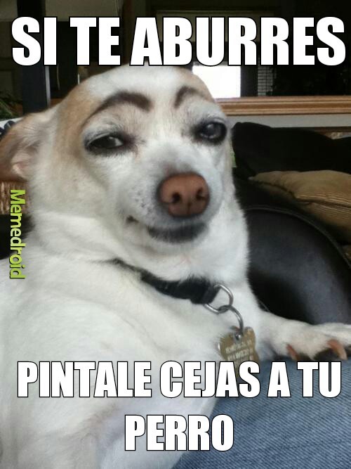 Perros - Meme subido por manumg201 :) Memedroid