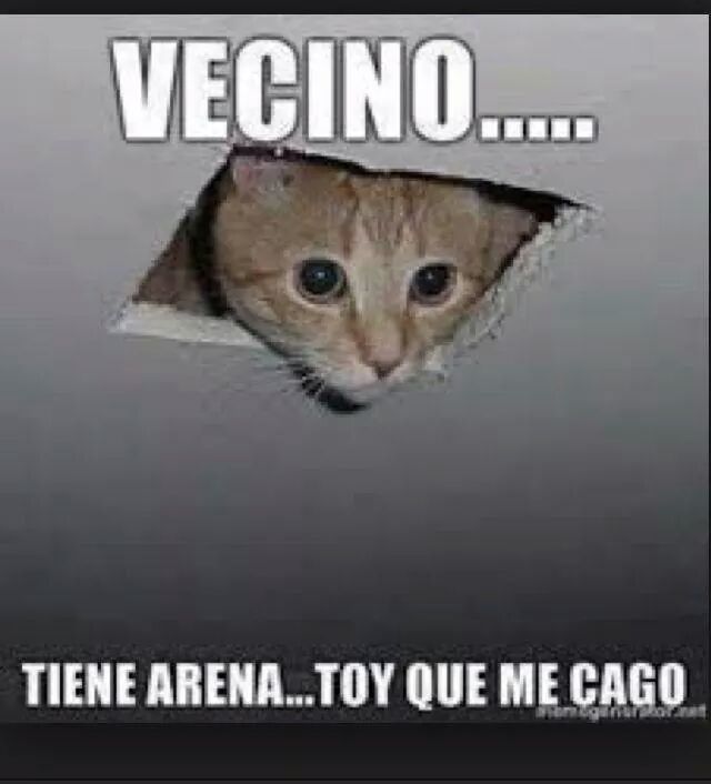 Gato please - Meme subido por niconintendo :) Memedroid