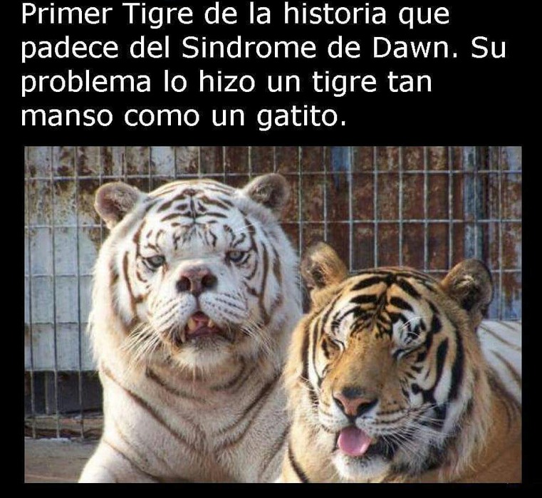 Awwweeee :3 - Meme subido por yairtupapi1425 :) Memedroid