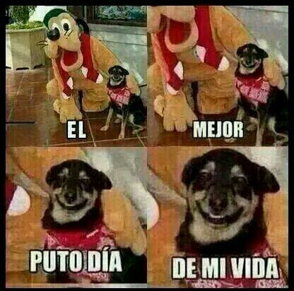 Patos! - Meme subido por Sabu-Mafu :) Memedroid