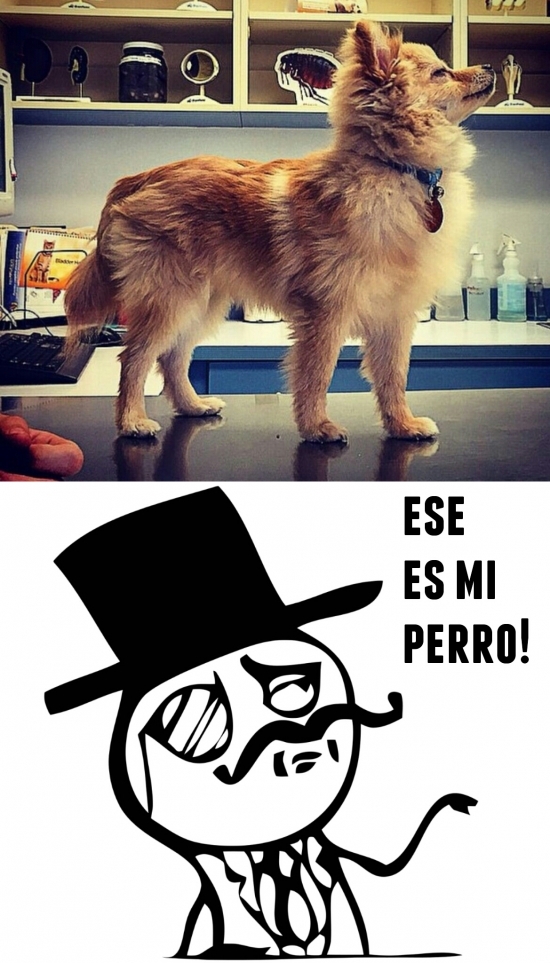 Es mi perro! (Sigueme y te sigo) - Meme subido por alberto_XD :) Memedroid