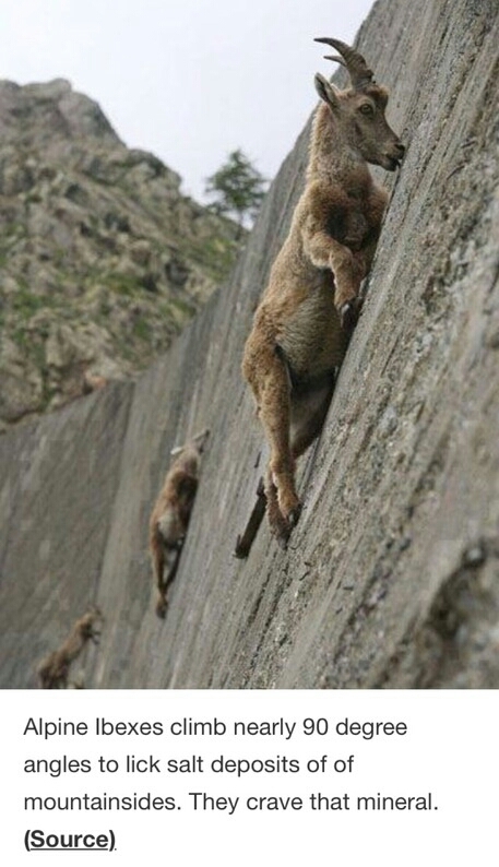 They crave that mineral - Meme by Swag_boss :) Memedroid