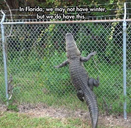 Gators - Meme by soydolphin :) Memedroid