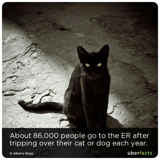 Title thinks cats are the prime evil - Meme by reyouke :) Memedroid