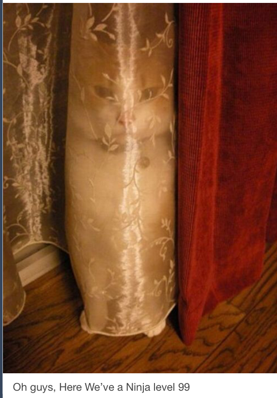 Ninja Cat - Meme by Jorgeoviedo :) Memedroid