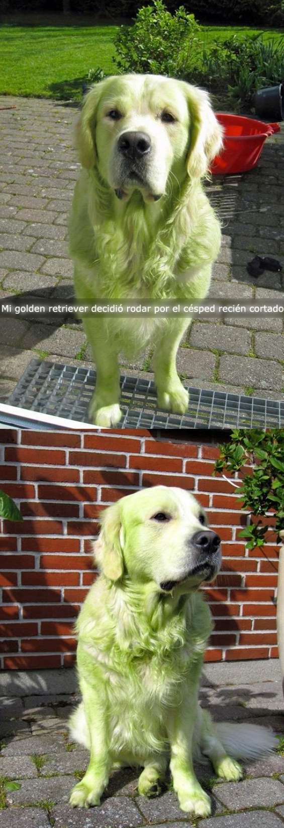 Definitivamente el verde es su color - Meme subido por soydolphin ...