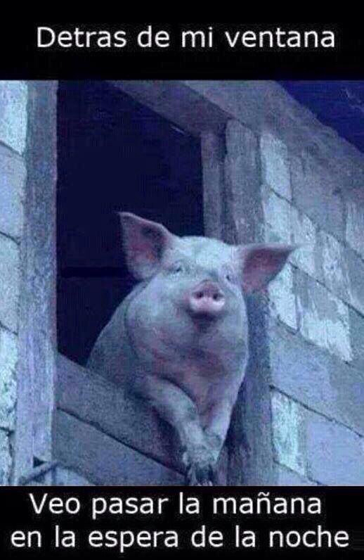 Detrás de mi ventana - Meme subido por Mickysolano :) Memedroid
