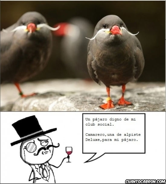 Aves feel like a sir! - Meme subido por Pr0sEr :) Memedroid