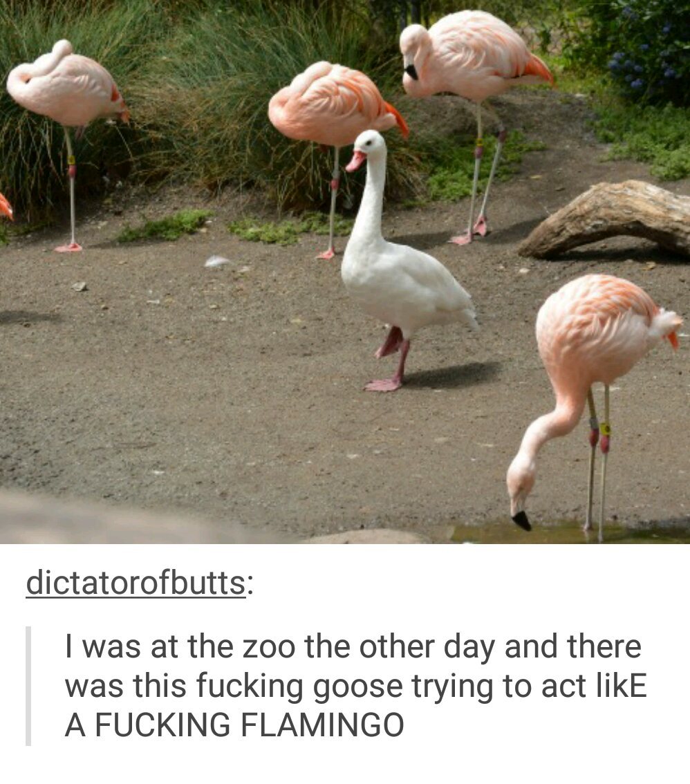 Looool - Meme subido por TumblrGuy :) Memedroid