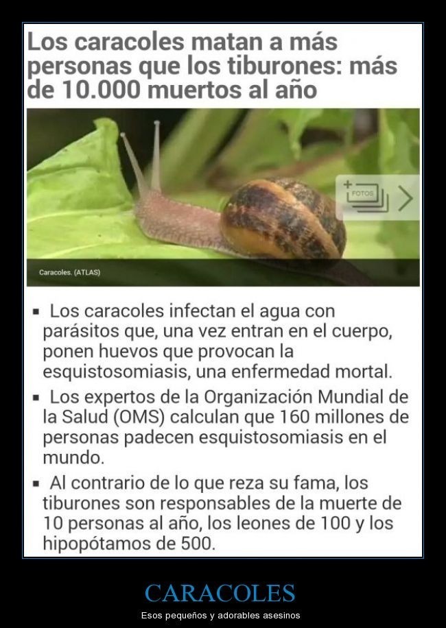 Memes Del Caracoles