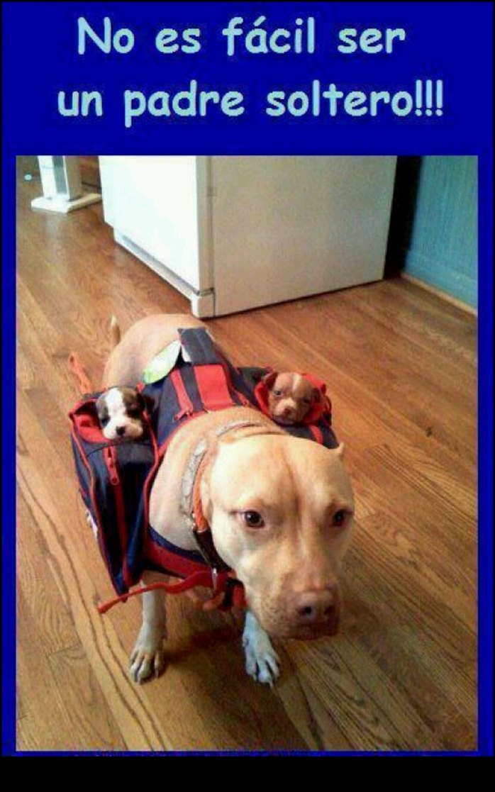 Pobre perro - Meme subido por angel117 :) Memedroid