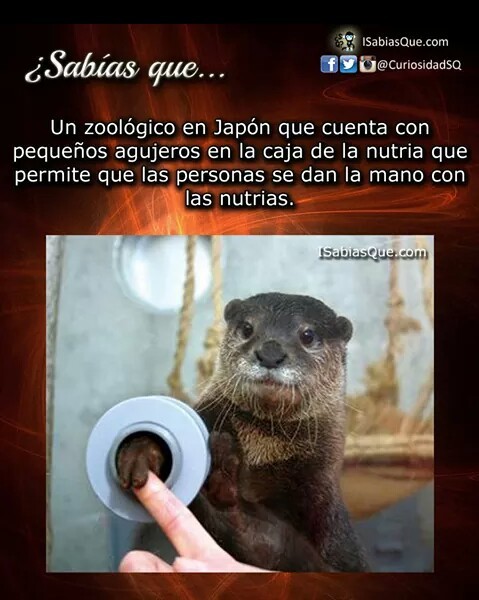 Sabias que? - Meme by woscar :) Memedroid