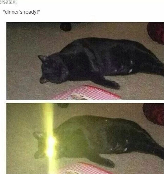 Cats be like... - Meme by MrTonio :) Memedroid