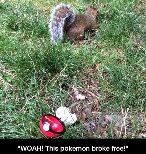 Squirrel Pokemon - Meme by HaiLjesus :) Memedroid