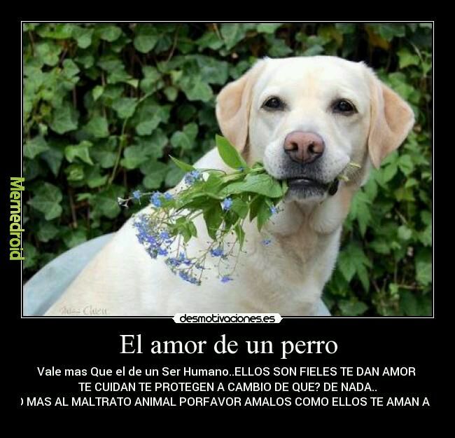 Meme De Amor De Perro Cuidador Del Perro A Nueva Carteya VOLUNTARIOS