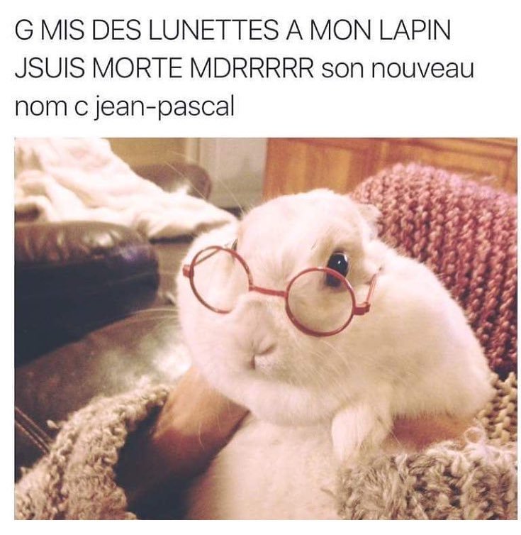 Memes De Lapin
