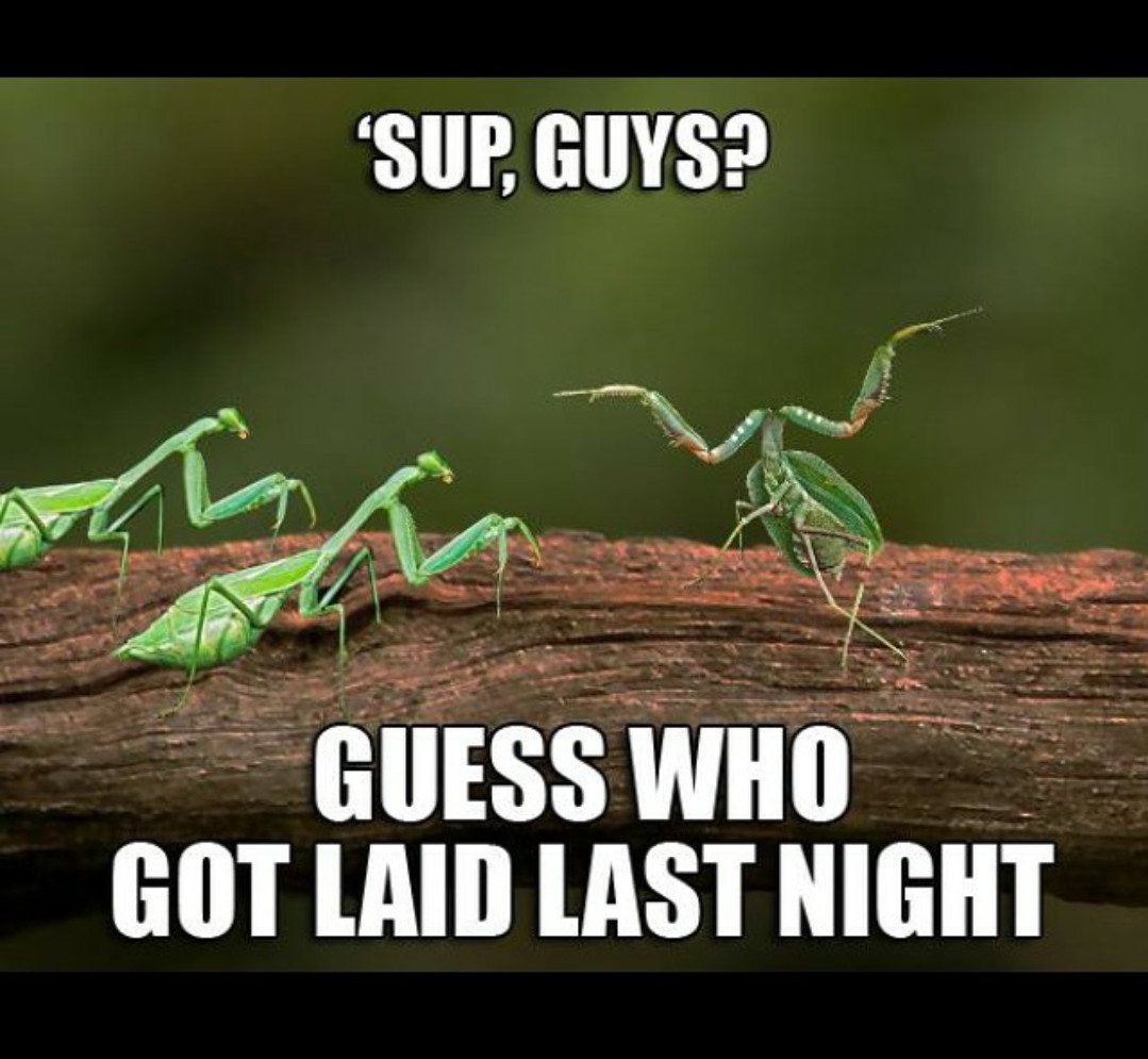 My brother provides the jokes in action figure form and I make them ...