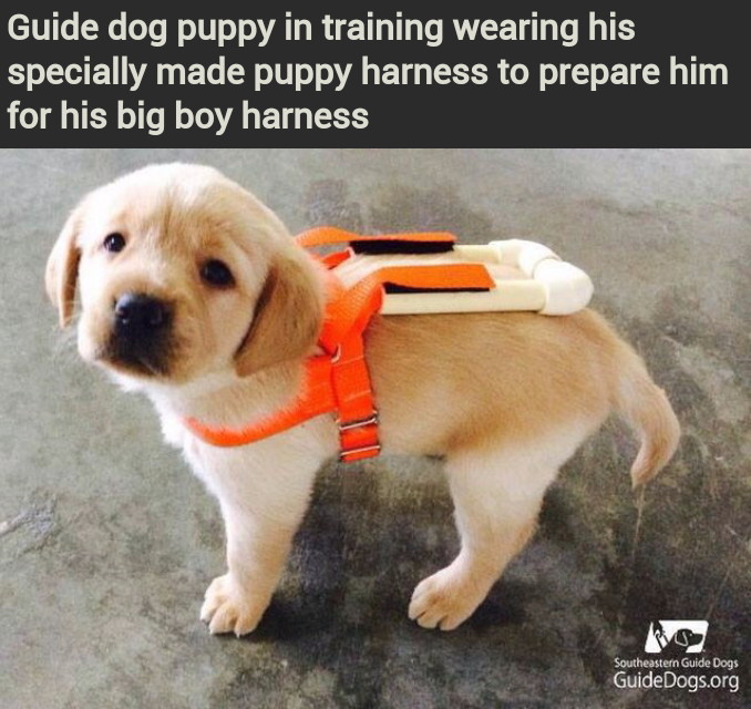 Guide dog - Meme by soydolphin :) Memedroid