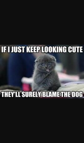 Surely! - Meme subido por _Fluffy_Puppy_ :) Memedroid