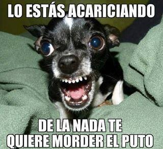 Esos perros son del demonio - Meme subido por Khalesi :) Memedroid