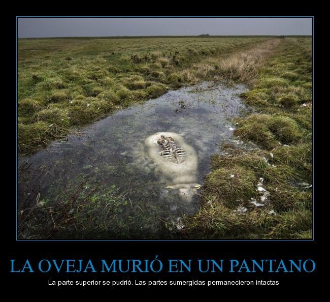 Oveja en pantano - Meme subido por soydolphin :) Memedroid