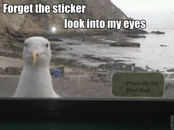 Look at those sexy eyes *-* - Meme by CarlCupcake :) Memedroid