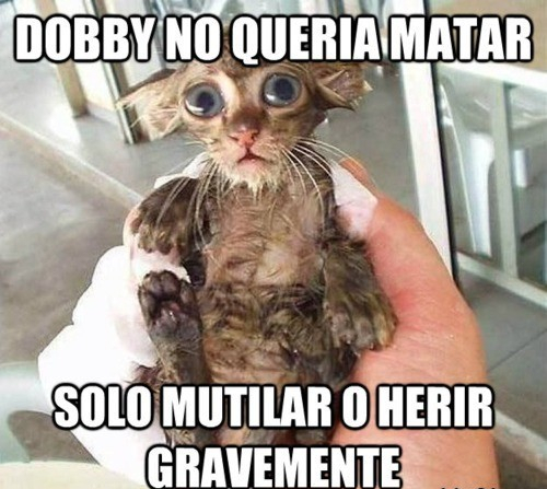 DOBBY - Meme subido por Cat-Gamer :) Memedroid