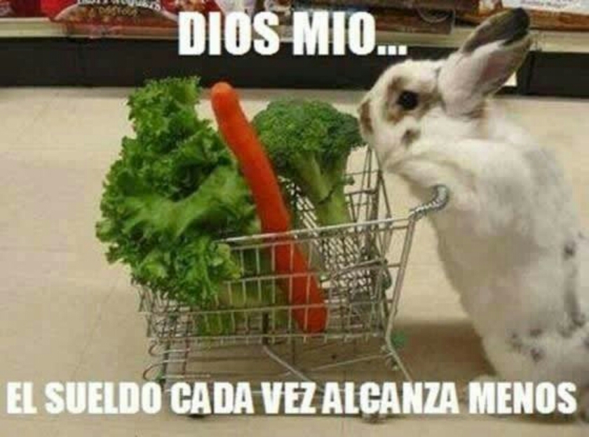 Conejos - Meme subido por Esteban_ELGATO :) Memedroid