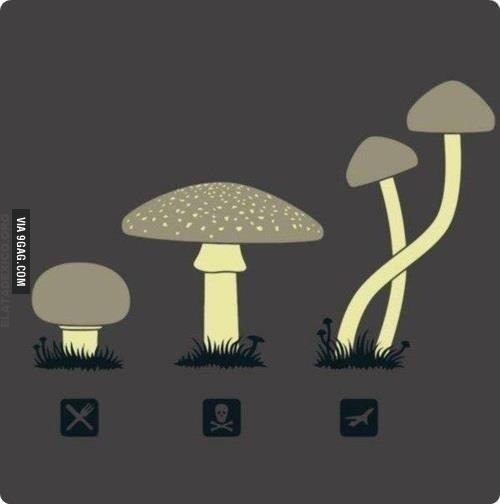 Shrooms - Meme by stirnimaa :) Memedroid